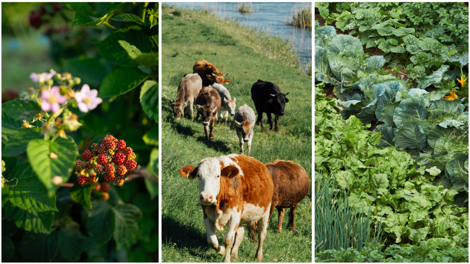 Organic Market Opportunities in the Northwest - Rodale Institute