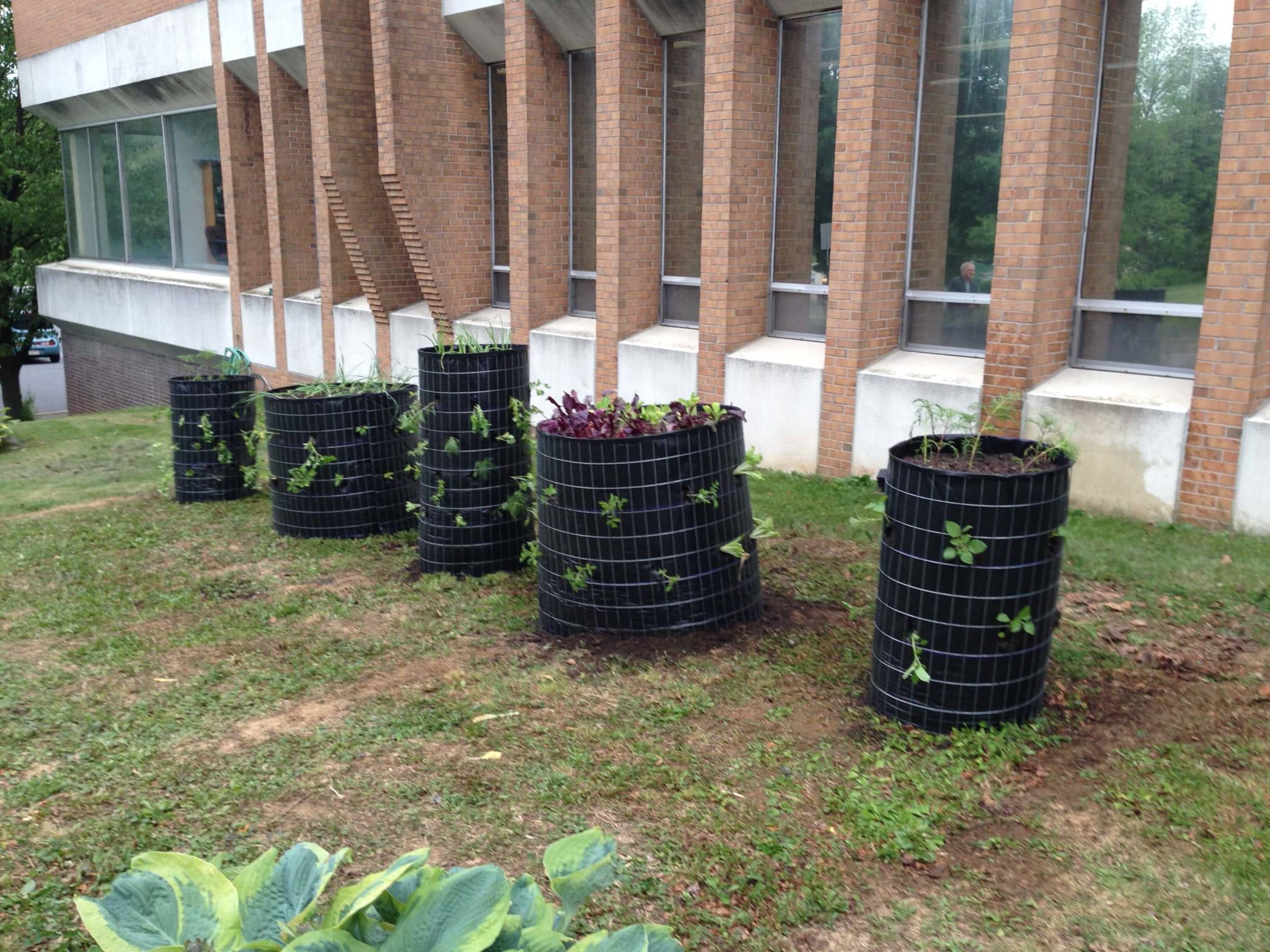 Vertical Gardening in an Urban Environment - Rodale Institute