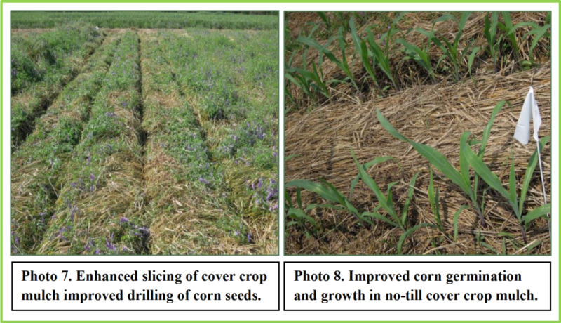 Overcoming Challenges of Reduced-Till Organic Corn - Rodale Institute