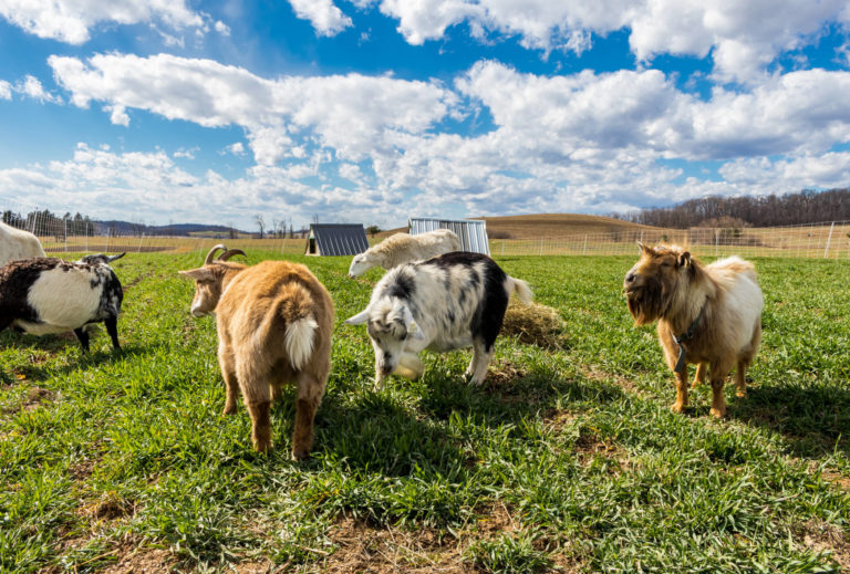 Livestock Management - Rodale Institute