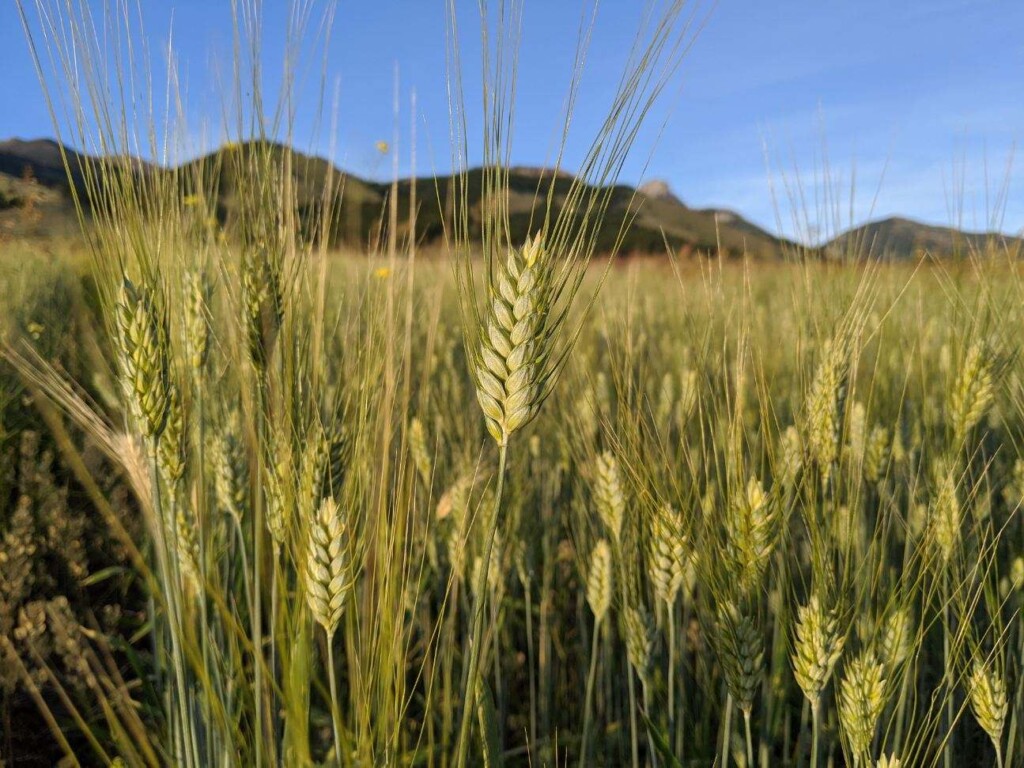 Webinar: Rotary Hoes for Grain Crop Weed Management - Rodale Institute