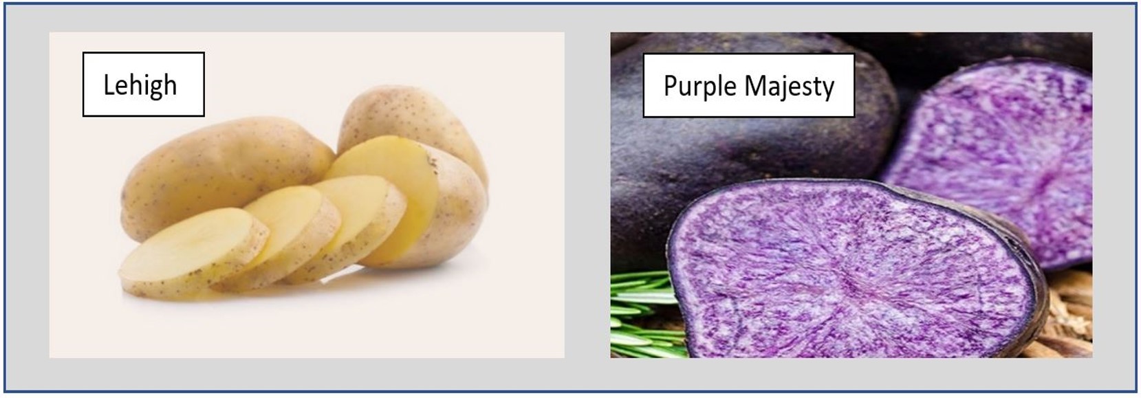 Variation of Total Phenolics in Lehigh and Purple Majesty Potato ...