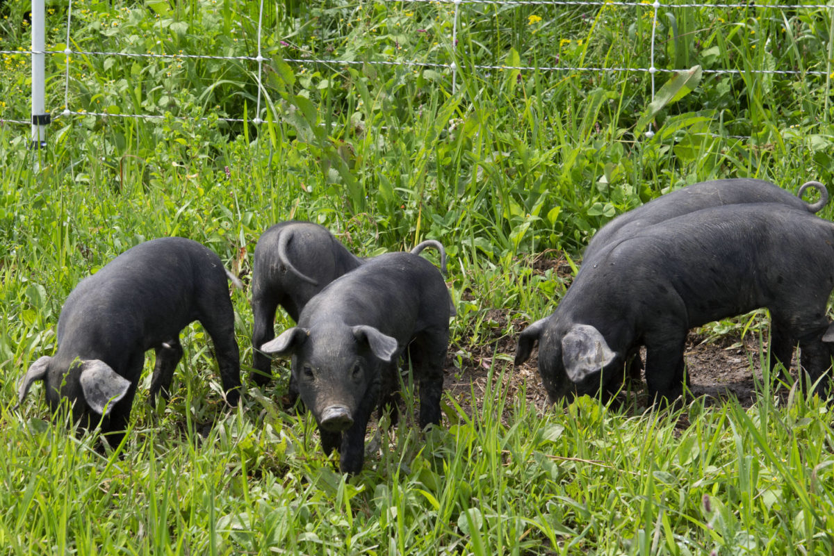 On The Farm: Why Raise Heritage Breed Pigs? - Rodale Institute On The Farm: Why Raise Heritage Breed Pigs? - Rodale Institute