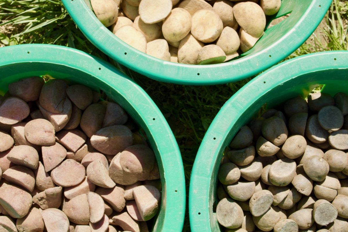 New England's Impressively Unusual Crops - Rodale Institute