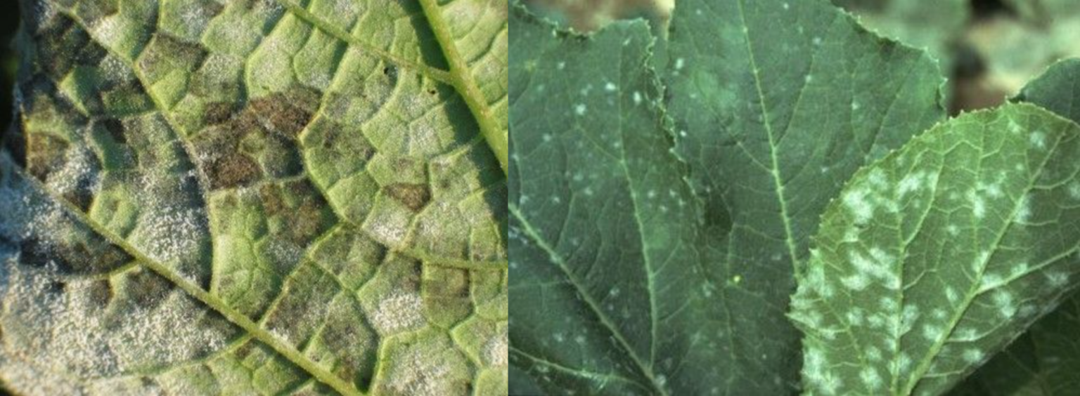 Investigating the Use of Hairy Vetch Cover Crop as an Integrated ...