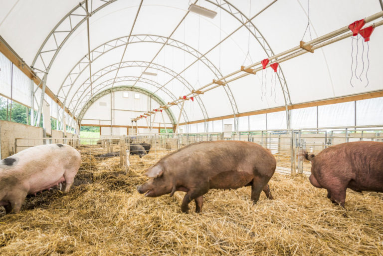 Hog Heaven: Raising Pigs Outdoors - Rodale Institute
