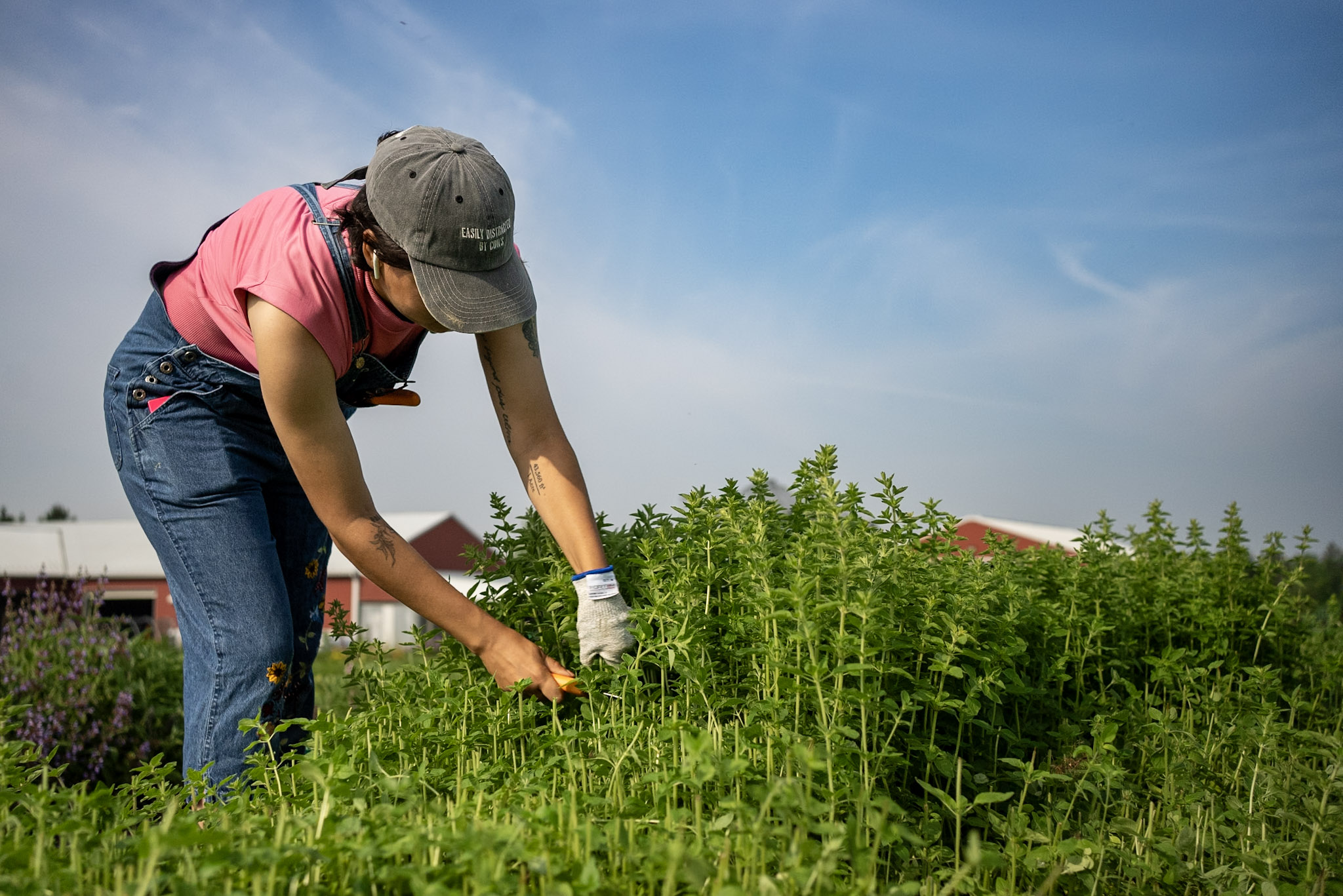 Rodale Institute Diario - Rodale Institute