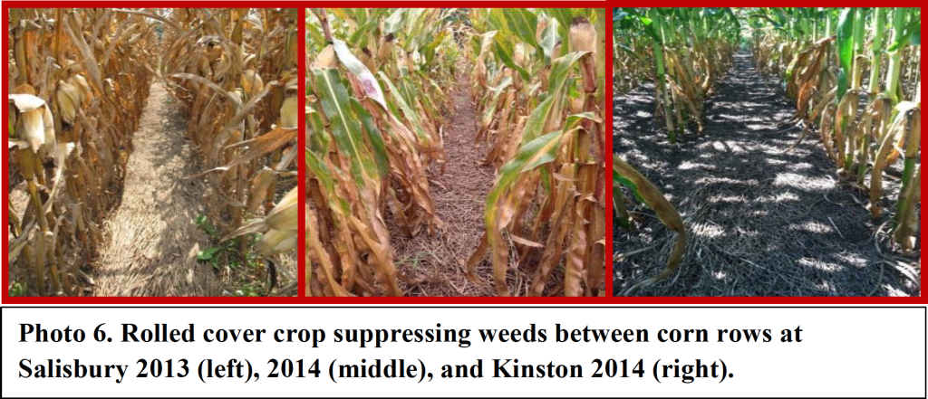 Using Pelletized Starter Fertilizers to Improve Corn Yields in Reduced ...