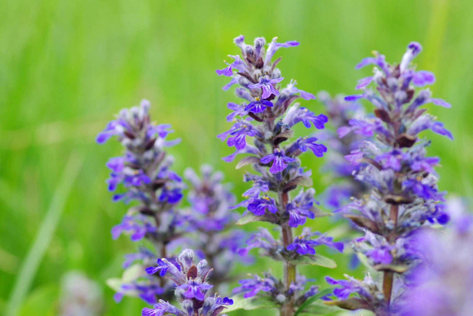 How to Plant Insectary Strips and Which Plants to Use - Rodale Institute