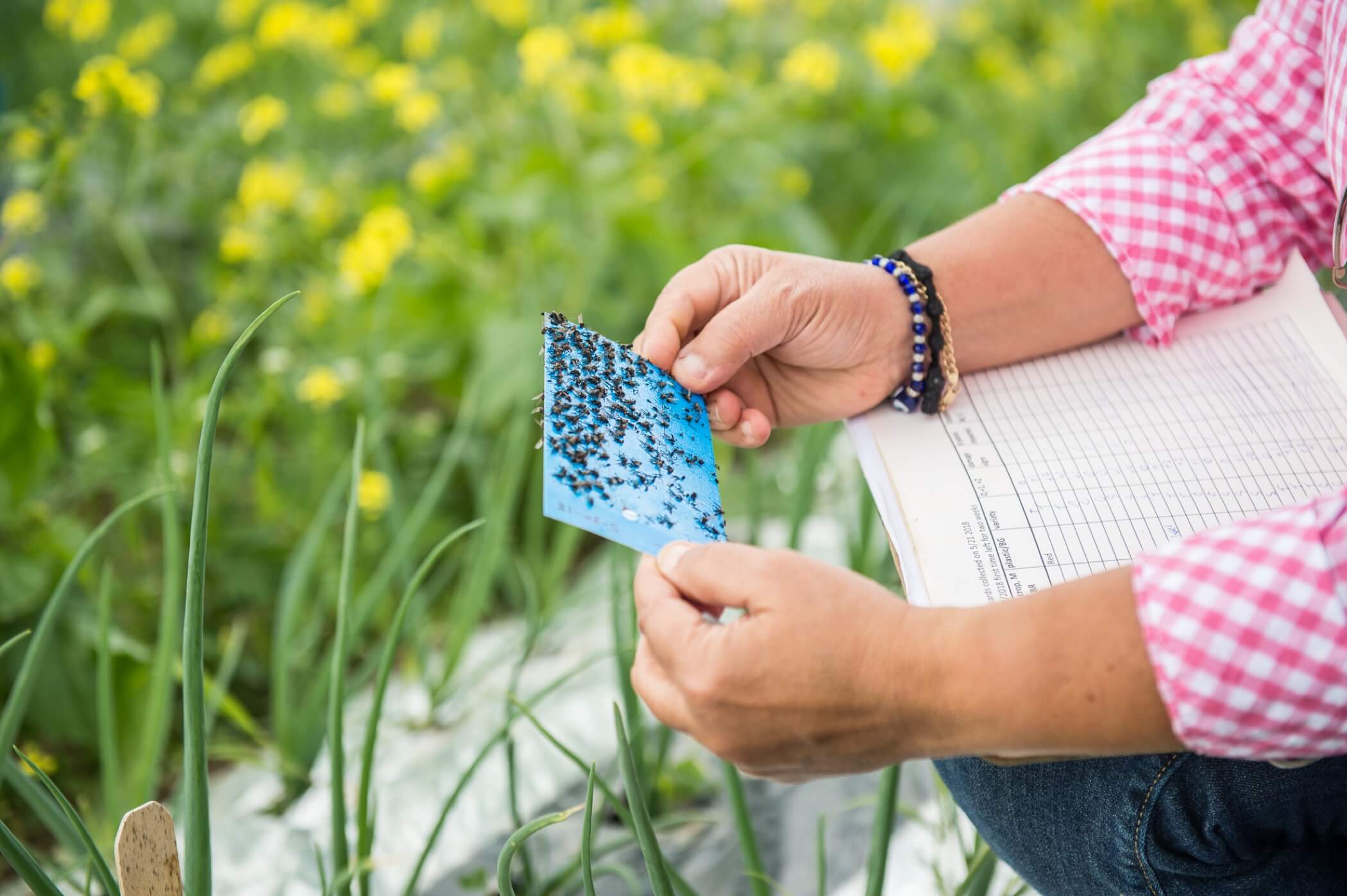 3 Ways to Monitor Insect Populations on Your Farm - Rodale Institute