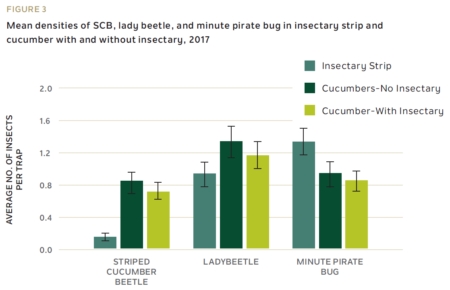 Field Guide: Controlling Striped Cucumber Beetles with Insectary Strips ...