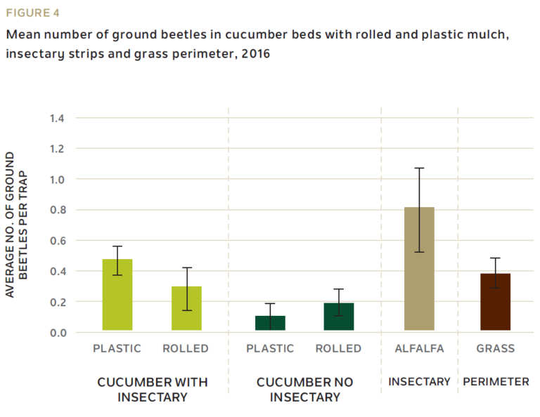 Field Guide: Controlling Striped Cucumber Beetles with Insectary Strips ...