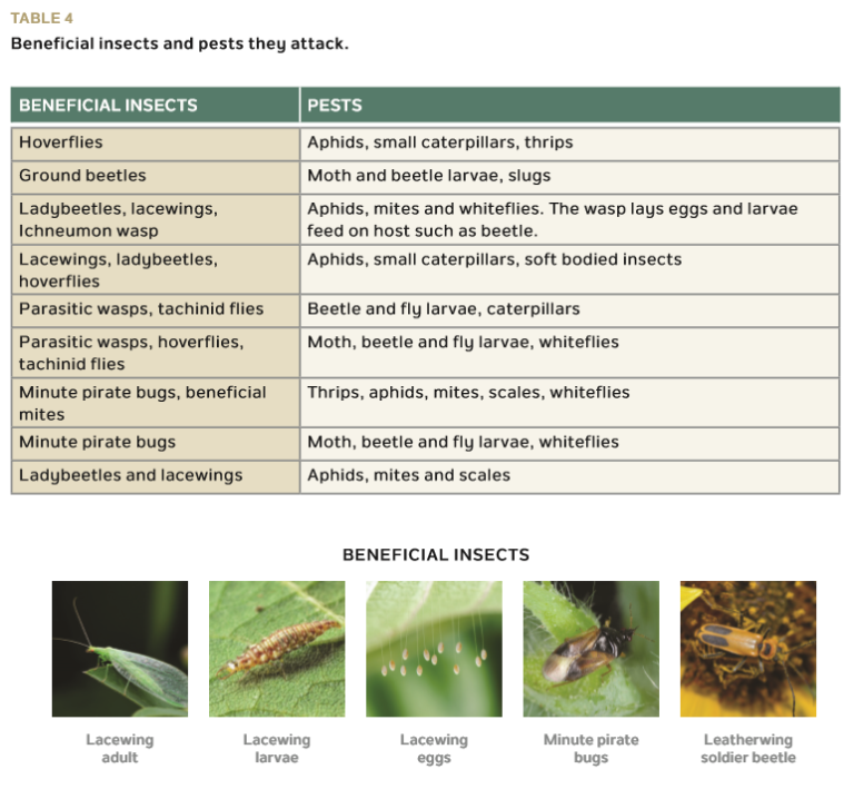 How to Plant Insectary Strips and Which Plants to Use - Rodale Institute