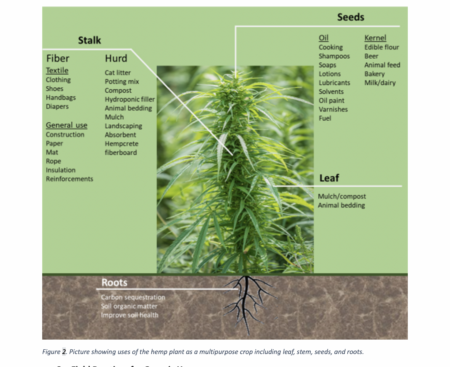 Growing Industrial Hemp as an Organic Cash Crop - Rodale Institute