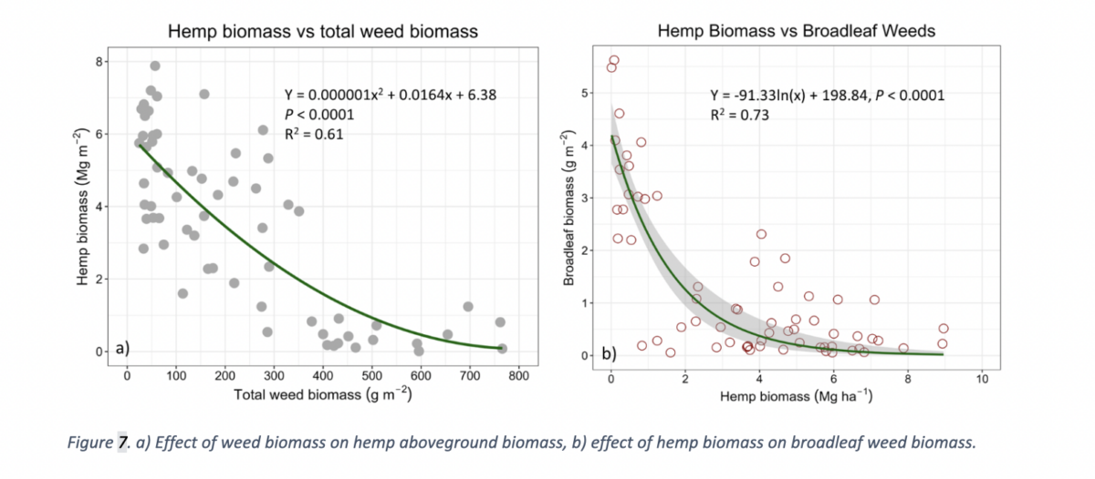 Growing Industrial Hemp as an Organic Cash Crop - Rodale Institute
