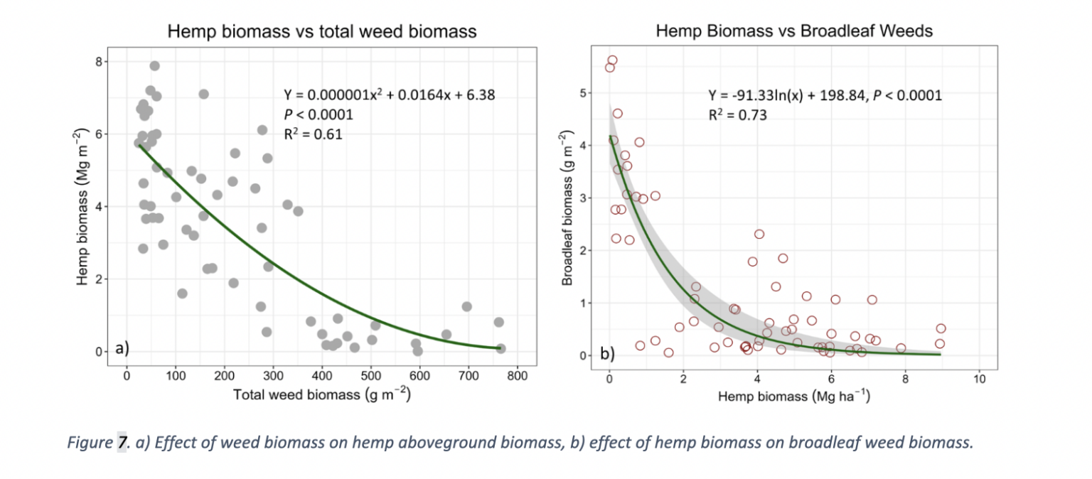Growing Industrial Hemp as an Organic Cash Crop - Rodale Institute