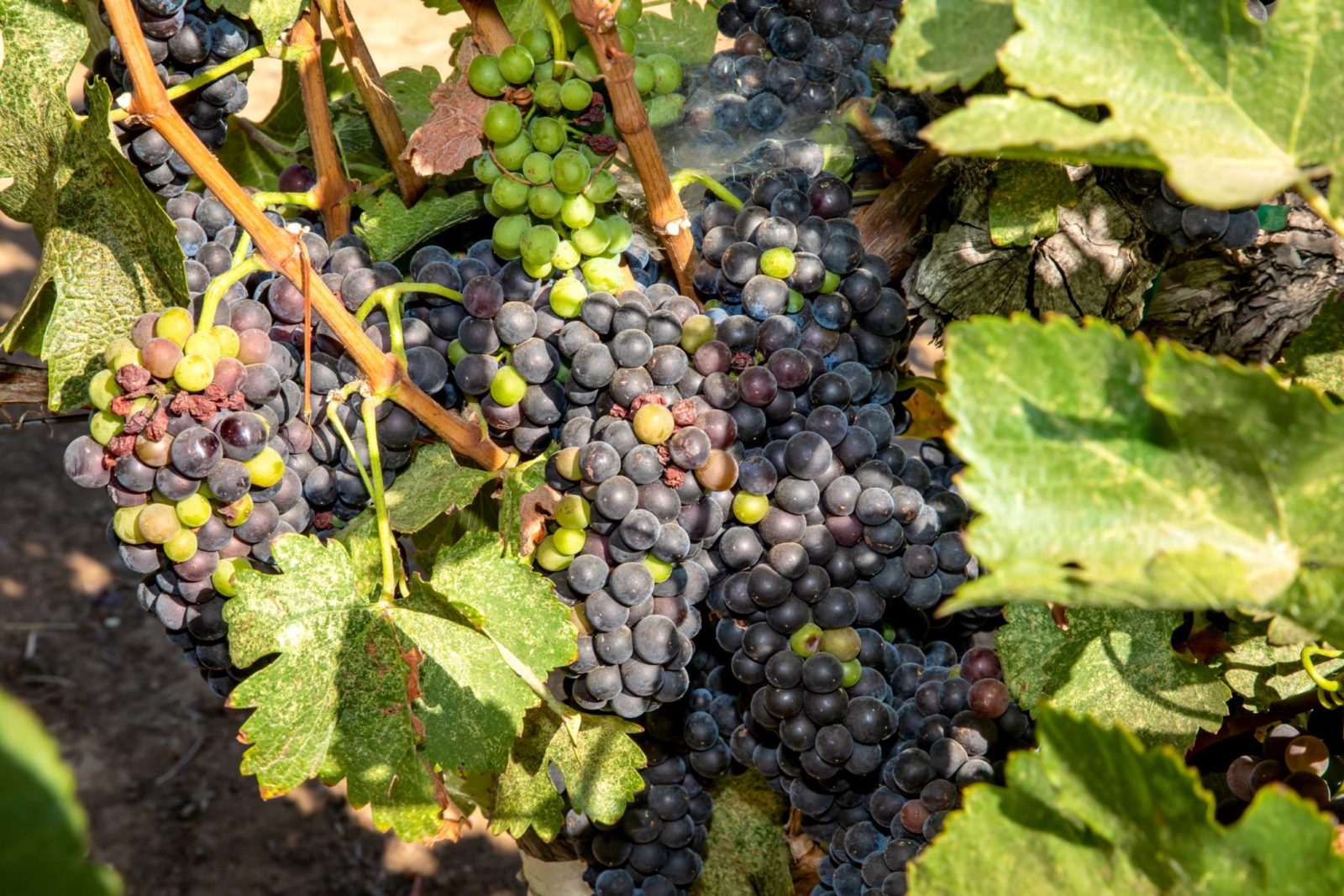 How Diverse is the Organic Movement? - Rodale Institute