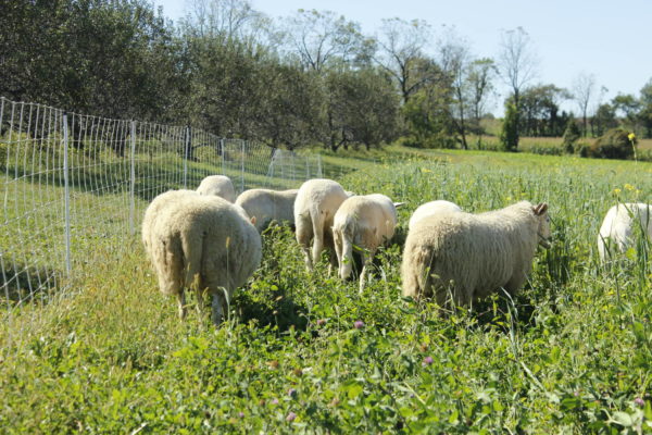 10 Tips For Adding Livestock to your Crop Rotation - Rodale Institute