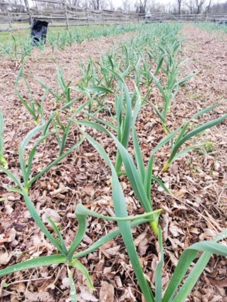 Spring Creek Farm: A Q&A With Transitioning Farmers - Rodale Institute