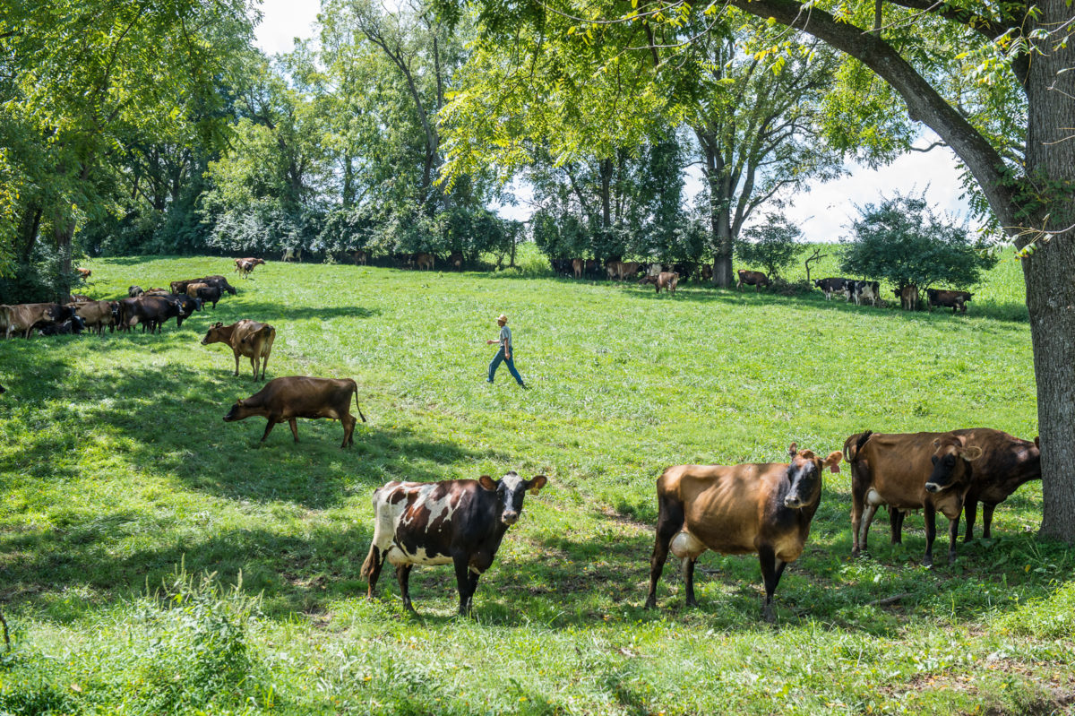 Grazing Taller - Rodale Institute