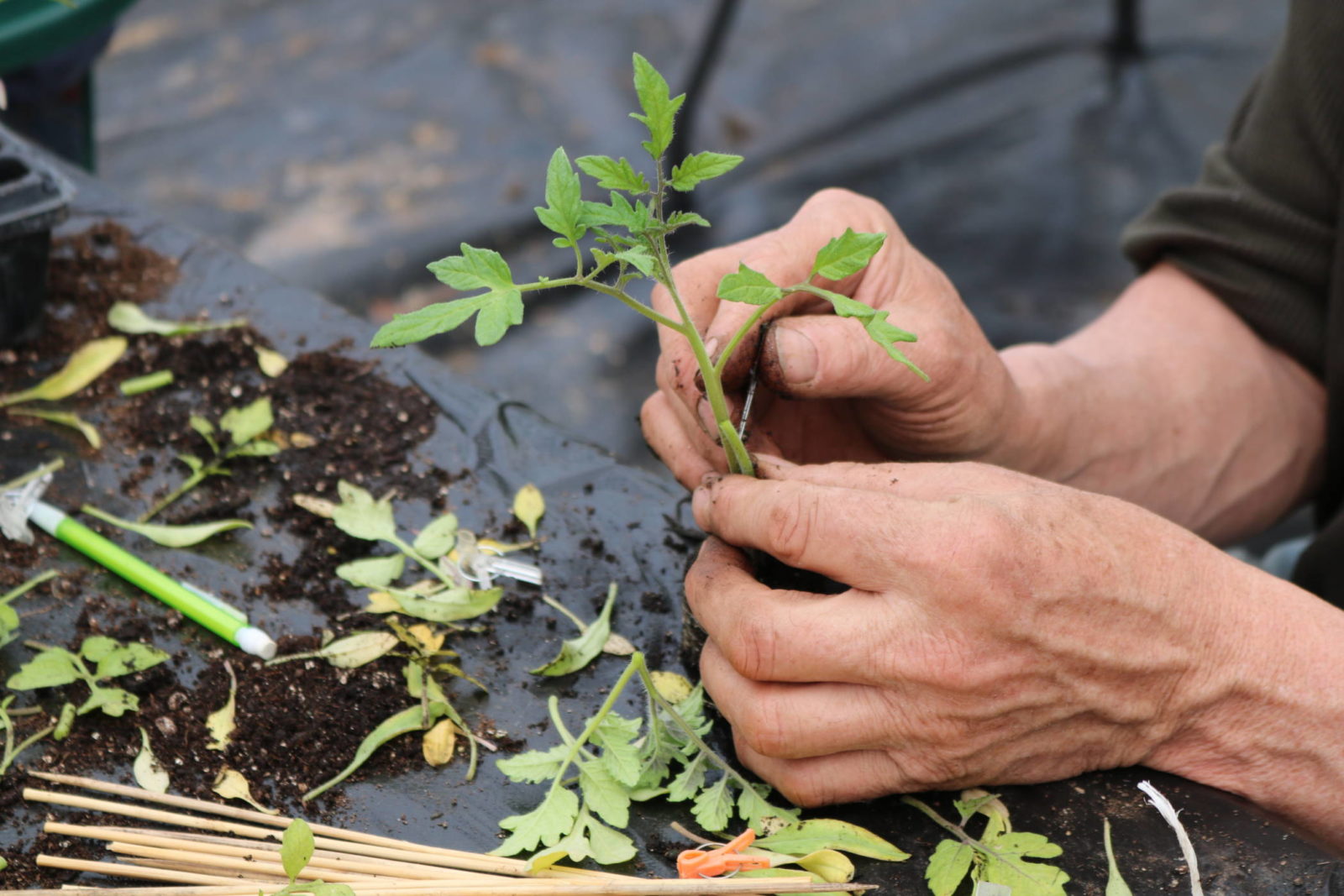 Workshop: Tomato Grafting - Rodale Institute