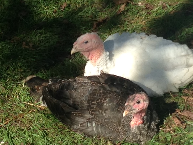 Heritage Turkeys: a Culinary Comeback - Rodale Institute