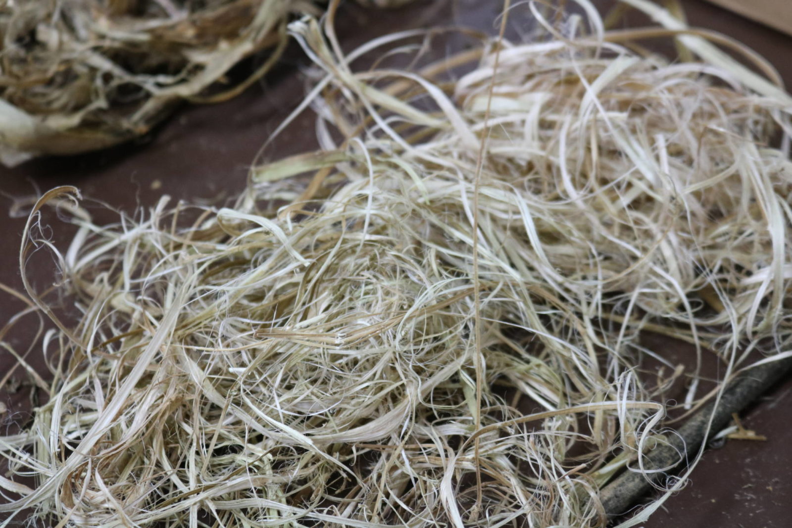 5 Ways Hemp Can Save the Planet - Rodale Institute