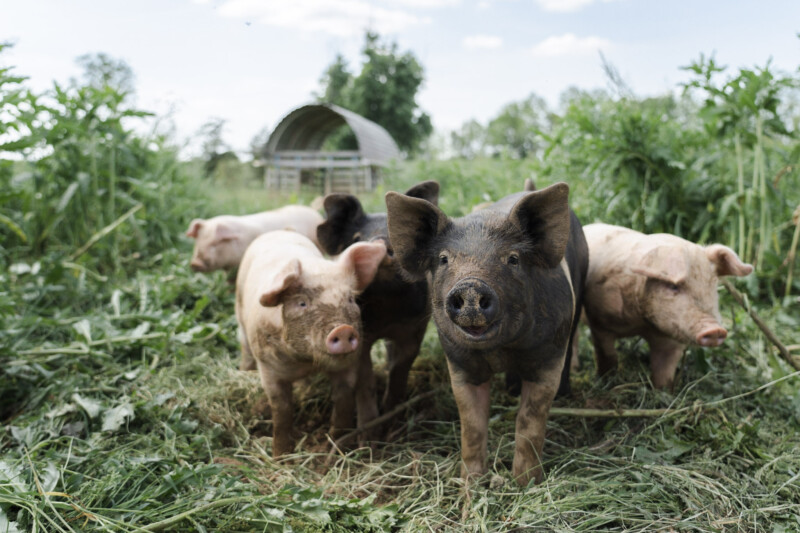 Webinar: How Silvopasture Improves Animal Well-Being, Ecosystem Health ...