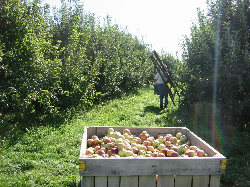 Best Practices for Growing Organic Apples in the Northeast - Rodale ...