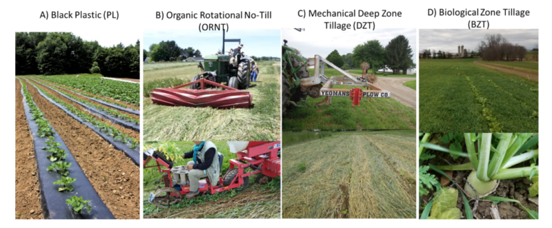 Reducing Compaction in Organic No-till Vegetable Production - Rodale ...