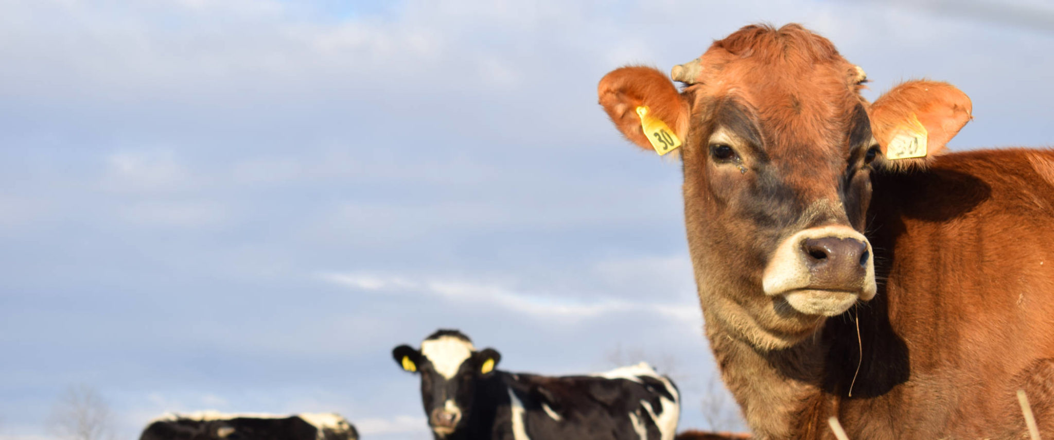 Crop Livestock Integration - Rodale Institute