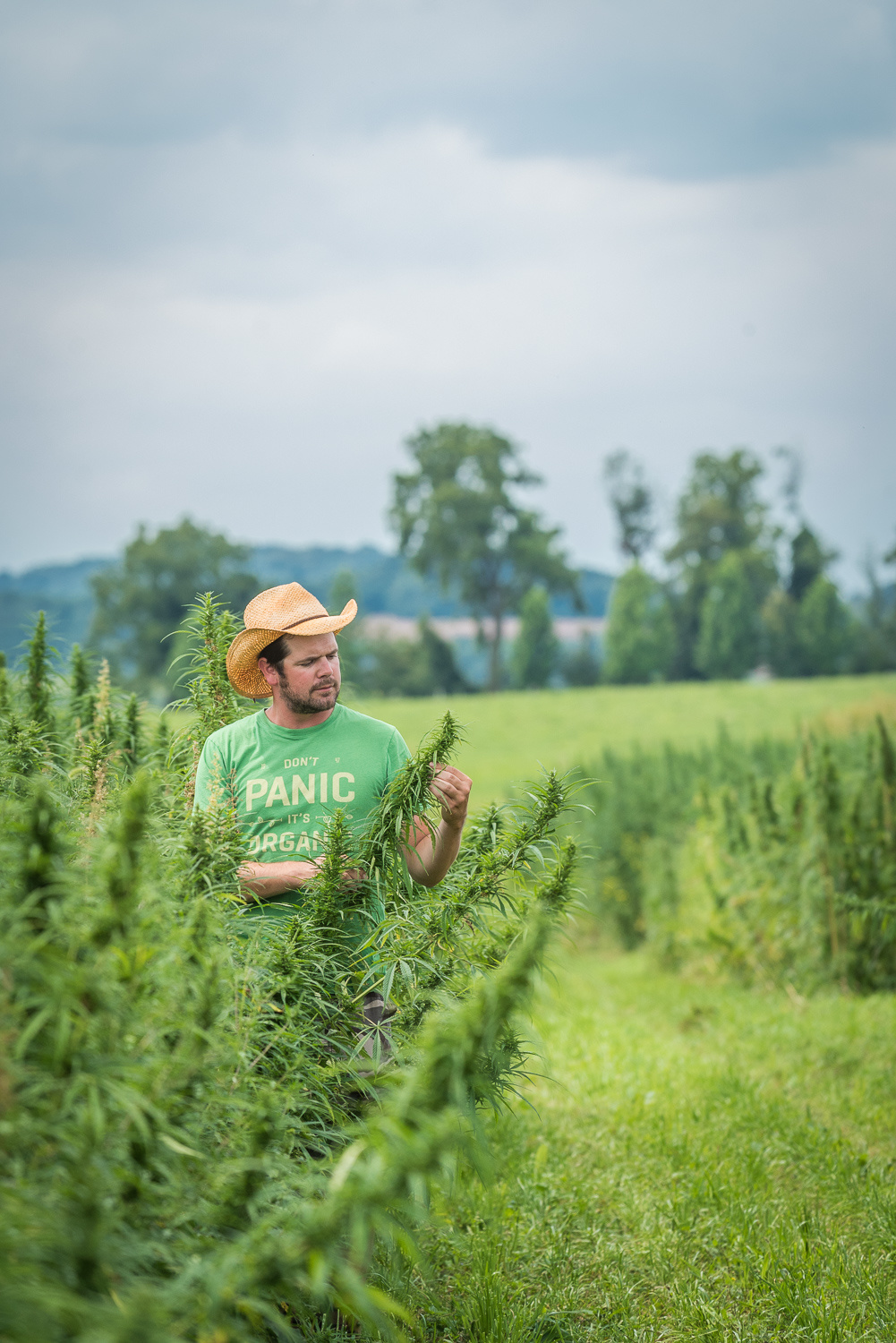 The Future of Hemp in American Agriculture - Rodale Institute