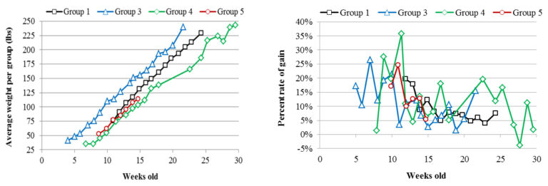 Pastured Pork - Rodale Institute