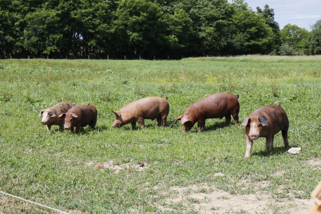 Webinar: Hog Management in a Pastured System - Rodale Institute