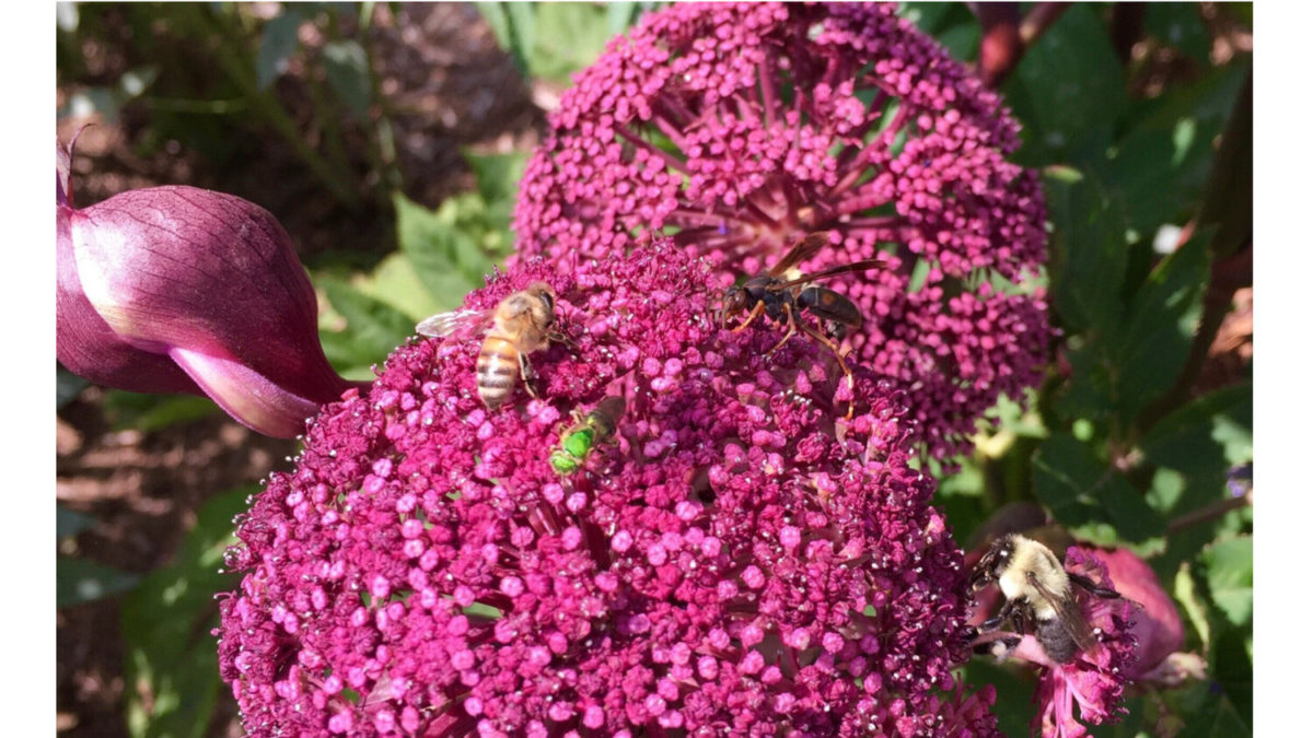 21 Plants to Transform Your Lawn Into a Meadow - Rodale Institute