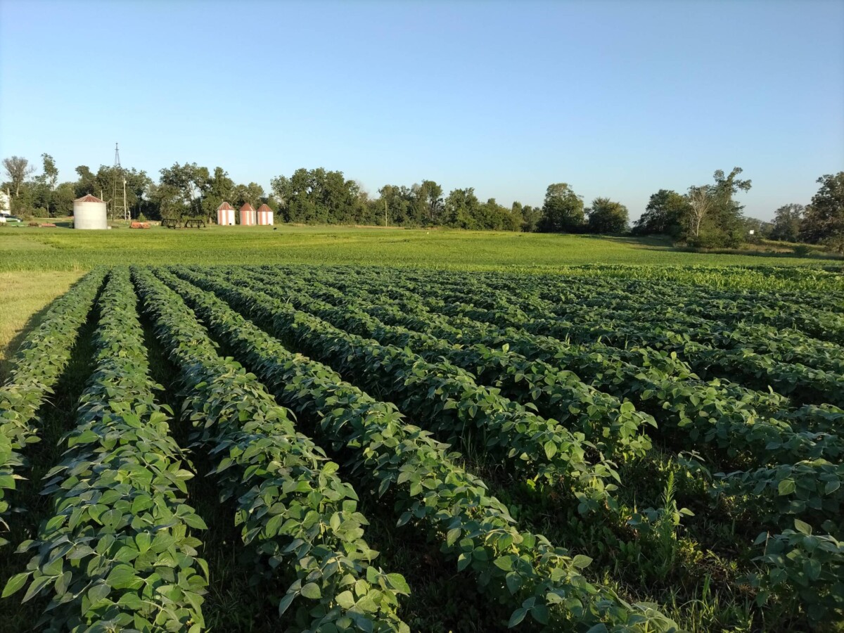 Webinar: Midwest Vegetable Systems Trial—Utilizing No-Till and Biochar ...