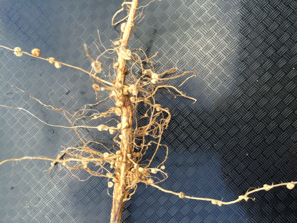 Nodulation of Leguminous Crops Greater in Organic Systems - Rodale ...