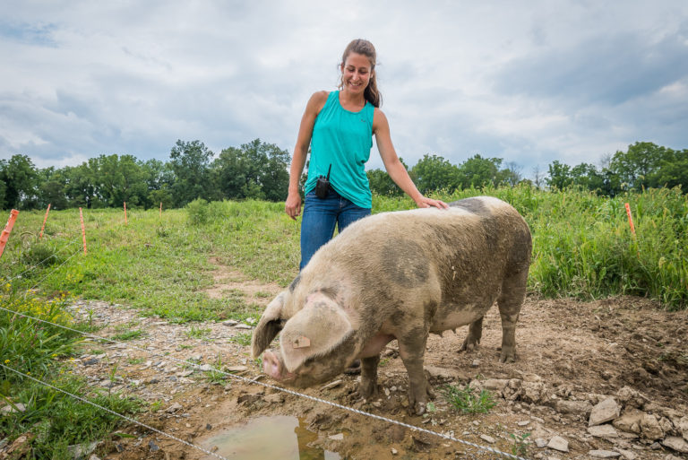 Pastured Hog Facility - Rodale Institute