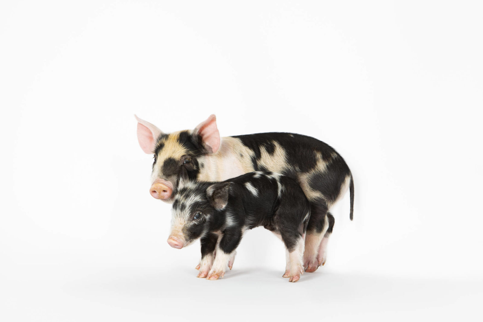 On The Farm: Why Raise Heritage Breed Pigs? - Rodale Institute