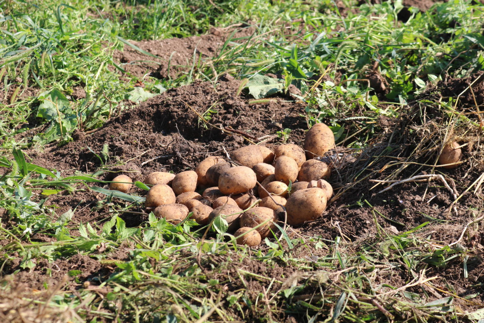 New England's Impressively Unusual Crops - Rodale Institute