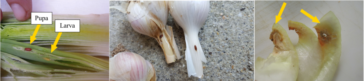 Organic Management Practices for Allium Leafminer (ALM) Pest - Rodale ...