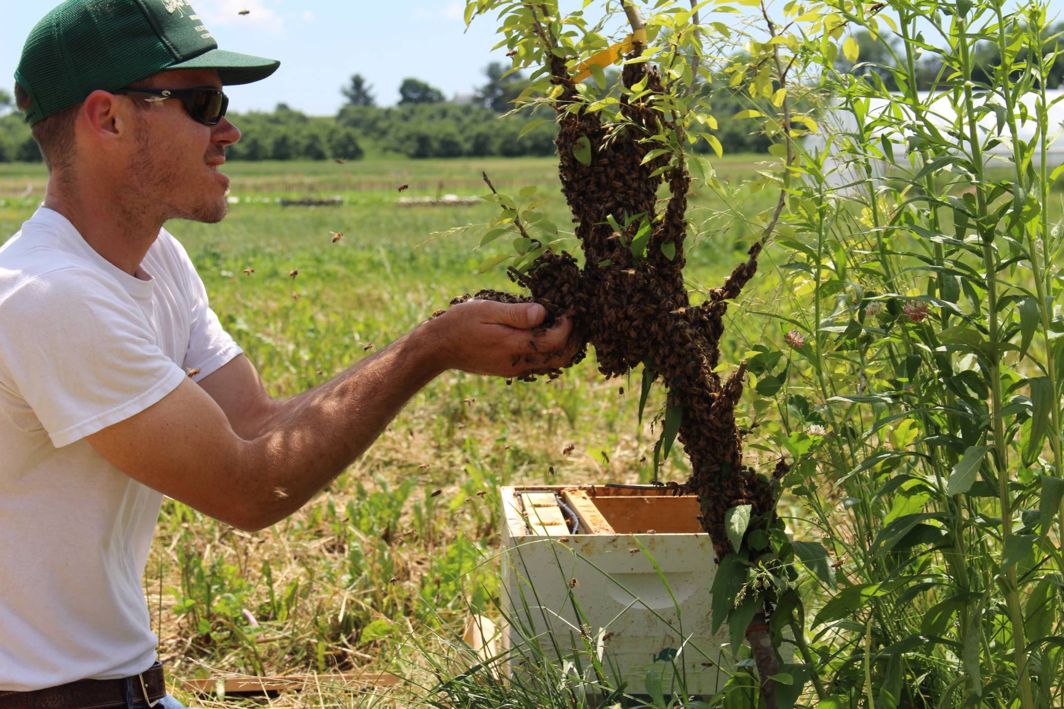 The Organic Beekeeping Frontier: A Conversation with Rodale Institute's ...