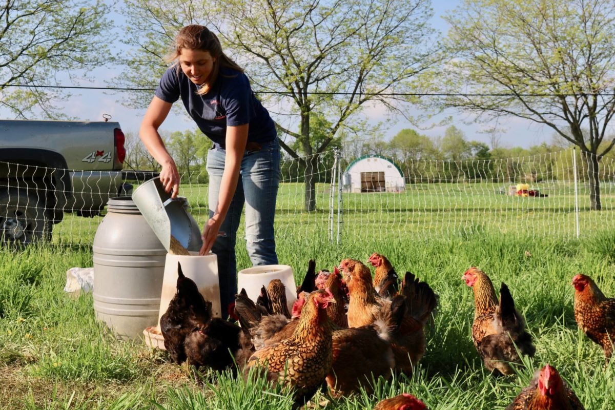10 Tips For Adding Livestock to your Crop Rotation - Rodale Institute