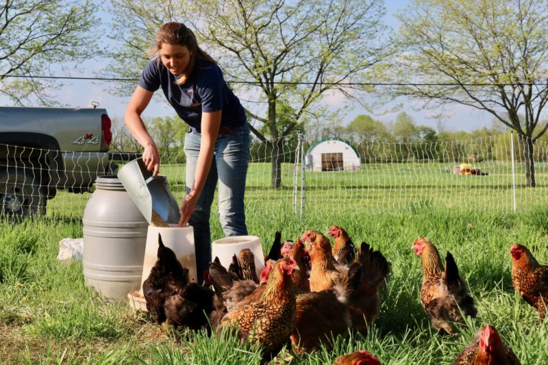 10 Tips For Adding Livestock to your Crop Rotation - Rodale Institute