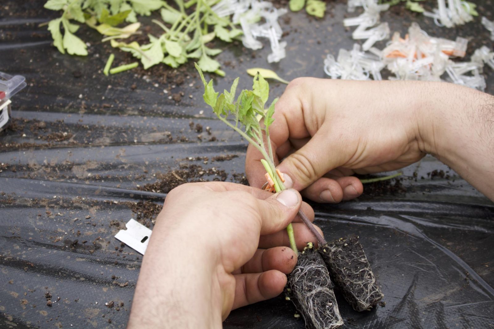Tomato Grafting - Rodale Institute