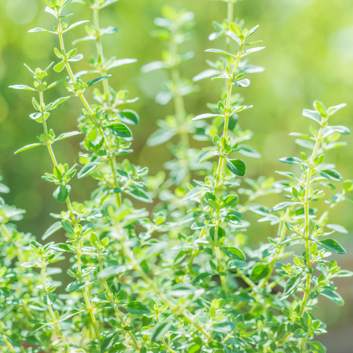 7 Plants for Your Regenerative Organic Garden - Rodale Institute