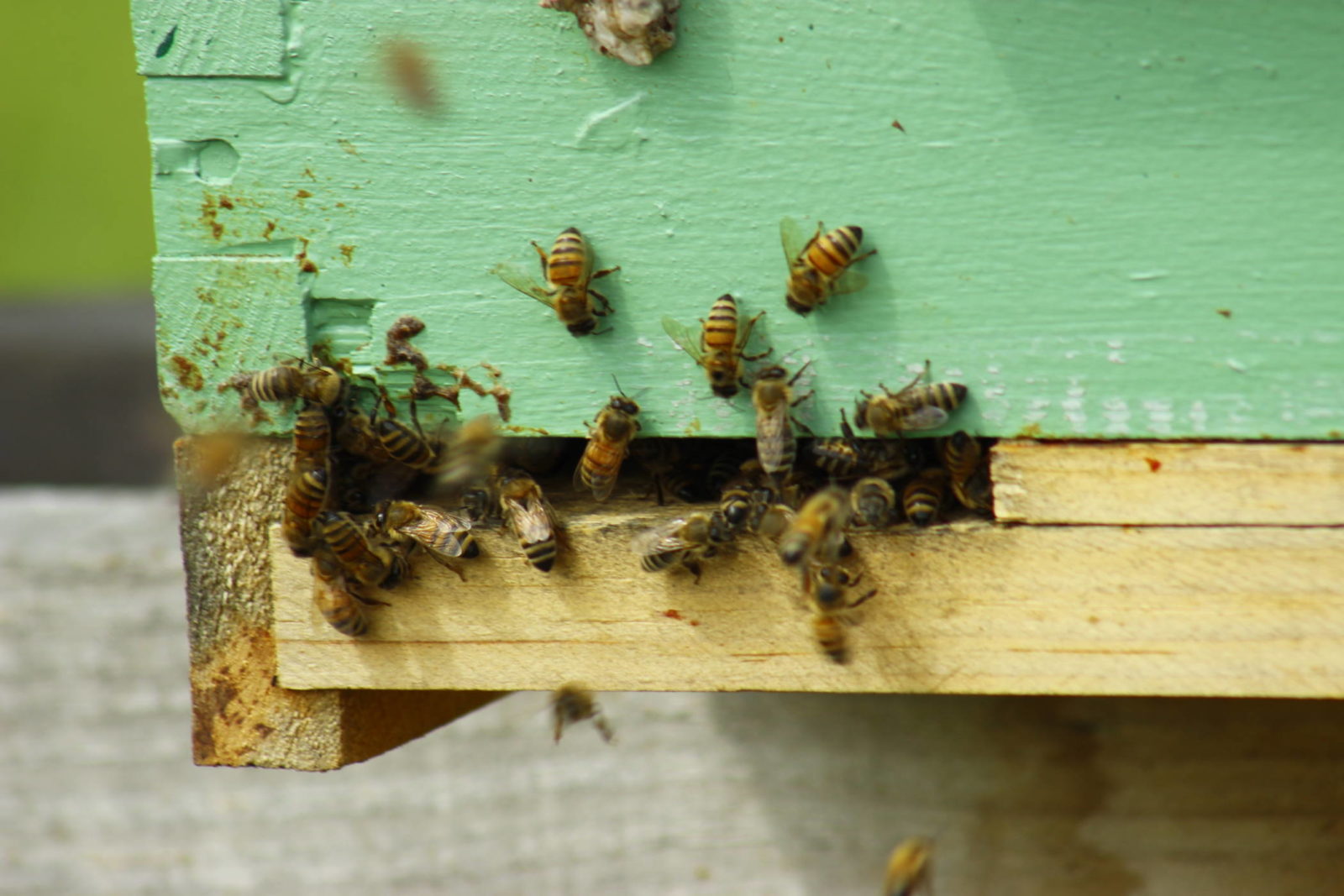 Are GMOs Infiltrating Your Honey? - Rodale Institute