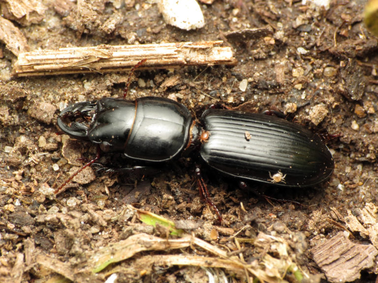 How to Plant Insectary Strips and Which Plants to Use - Rodale Institute