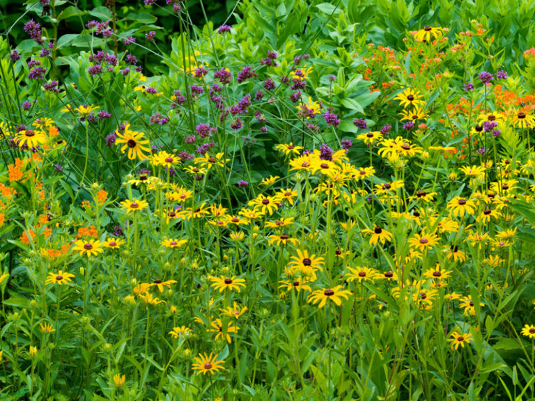 21 Plants to Transform Your Lawn Into a Meadow - Rodale Institute