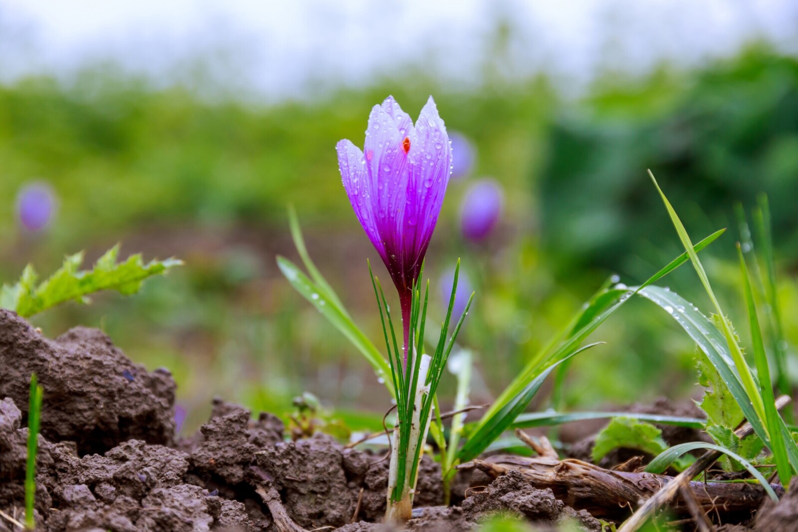 9th Annual Online Saffron Workshop - Rodale Institute
